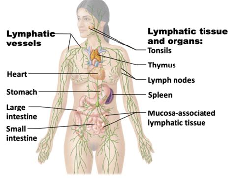 Lymphatic System Lab Quiz Flashcards Quizlet