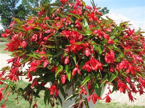 10 Trailing Begonia Seeds Santa Cruz Sunset Outstanding