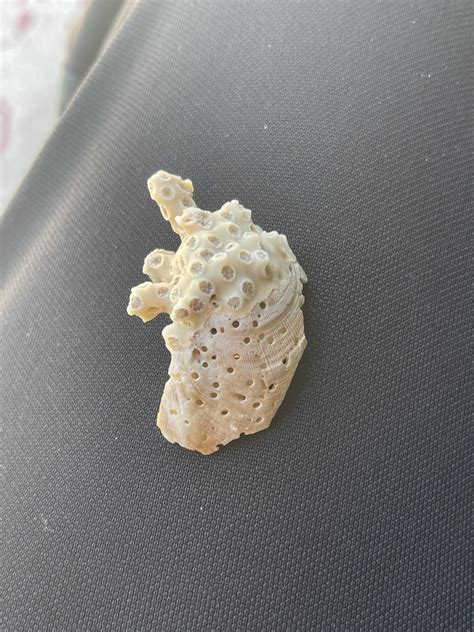 Coral Skeleton On Top Of Bivalve Shell Affected By Boring Sponge 🫶 R