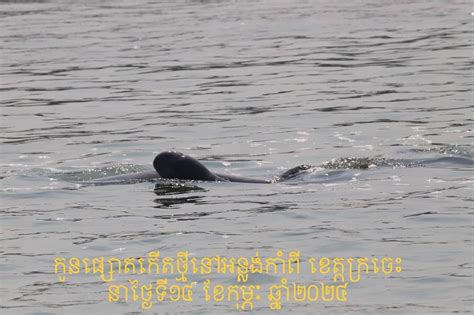 អបអរសាទរ ថ្ងៃនៃសេចក្តីស្រឡាញ់ មាន”កូនផ្សោតកើតថ្មី” នៅអន្លង់កាំពី ខេត្តក្រចេះ នគរដ្រេហ្គន