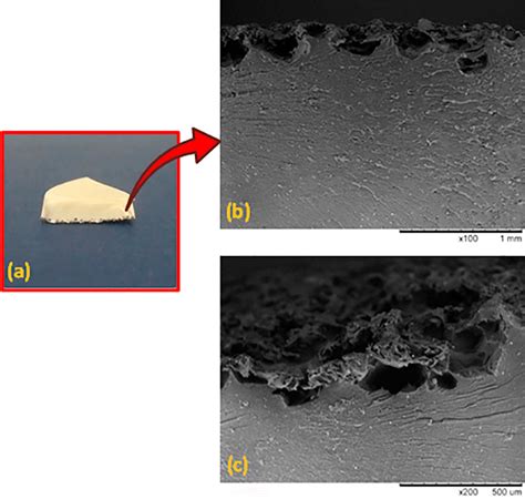 Micrographs Of The Cross Section Of The Sample Observed Without Download Scientific Diagram