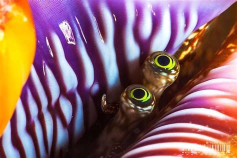 1000 Images About Conch Shells On Pinterest Conch Shells And Eyes
