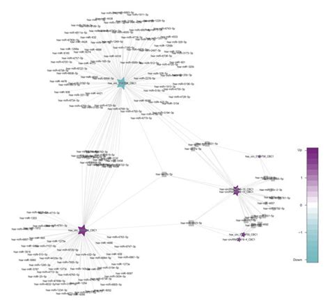 Comparison Of Circrna Mirna Prediction Network Maps In The Cg And Acs