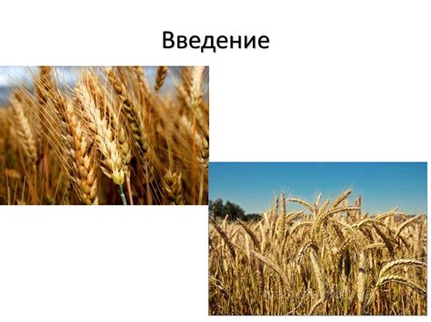 Особенности питания и удобрения озимой пшеницы презентация онлайн