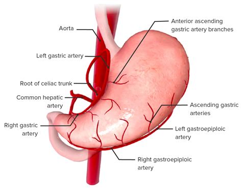 Gastric Anatomy Vessels