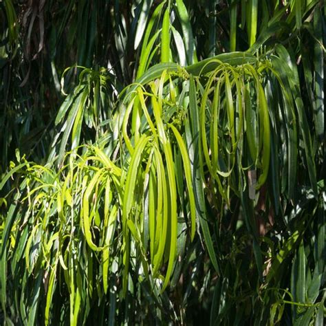 Geijera Parviflora Australian Willow Siteone