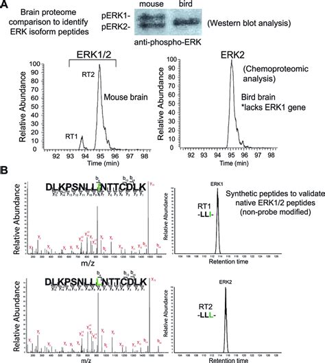 Discovery And Identification Of Isomeric Active Site Peptides Of