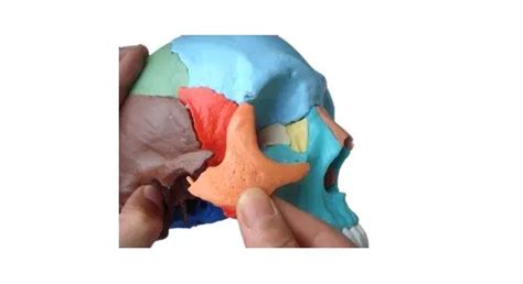 Adult Osteopathic Skull Model 22 Part Didactic Colored Medentrx