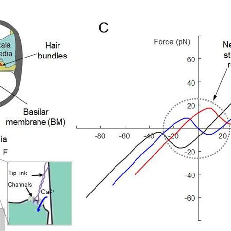 Bundle Structures In Cochlea Outer Hair Cells A A Cross Sectional Download Scientific