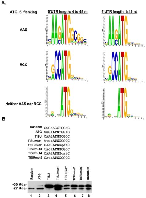 Tisu Is An Exclusive Translation Initiator Of Genes With Short 5′utr