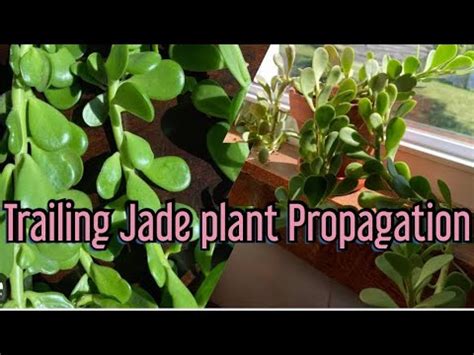Trailing Jade Plant Trailing Jade Plant Jade Plant Jade Plant