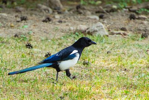 Sroka Zwyczajna Ptak Zwierzę Darmowe Zdjęcie Na Pixabay Pixabay