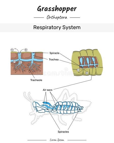 Grasshopper Anatomy Respiratory System Illustration With Text Stock