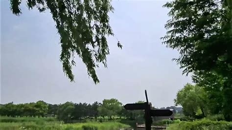 숲의 속삭임 새소리 Asmr새소리로 불면증스트레스 해소the Sound Of Bird Alleviates Insomnia백색소음relief From Stress