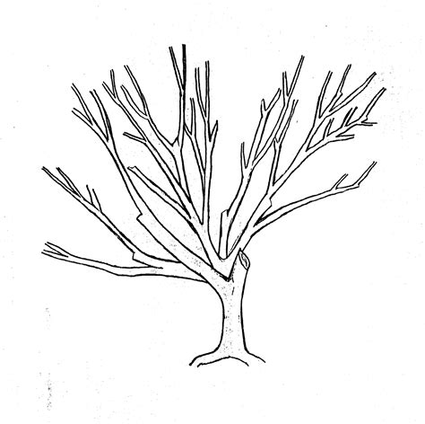 Cpb Cocoapinasblogs Cocoa Pruning Suitable Proposed Method And Tree Structure
