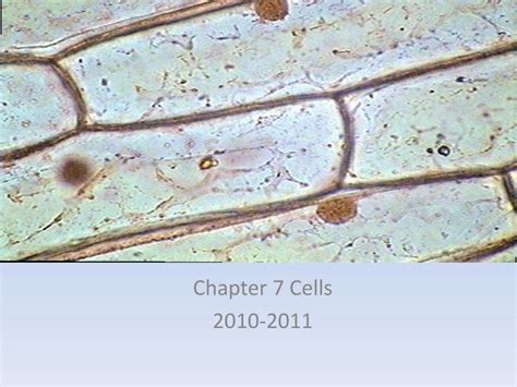 PPT Chapter 7 Cell Structure And Function PowerPoint Presentation Free Download ID 6708171