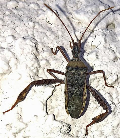 Narnia Femorata Bugguide Net