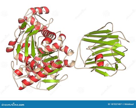 Neuroligin And Neurexin Proteins Complex Formed Between Neuroligin 4 And Neurexin 1 Beta Stock