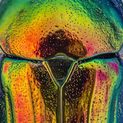 Metallic Rainbow Jewel Beetle Shell Texture Stock Illustration