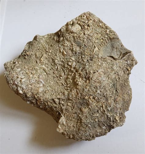 Kentucky Fossil Hash Plate Etsy