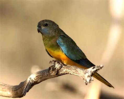 Splendid Parakeet
