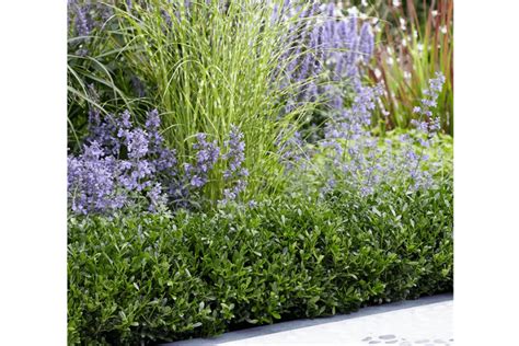 Alternatives To Box Hedging