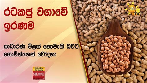 රටකජු වගාවේ ඉරණම සාධාරණ මිලක් නොමැති බවට ගොවීන්ගෙන් චෝදනා Hiru News Youtube
