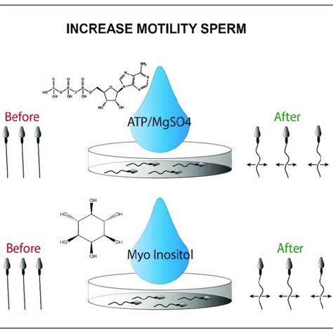 Triple Layer Endometrium Download Scientific Diagram