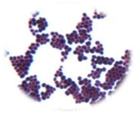 Gram Positive Staphylococcus Aureus In Clusters And Short Download Scientific Diagram