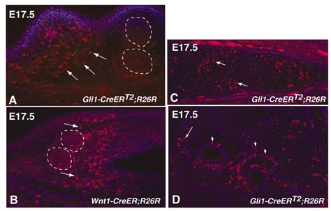 Regulation Of Cranial Morphogenesis And Cell Fate At The Neural Crest Mesoderm Boundary By