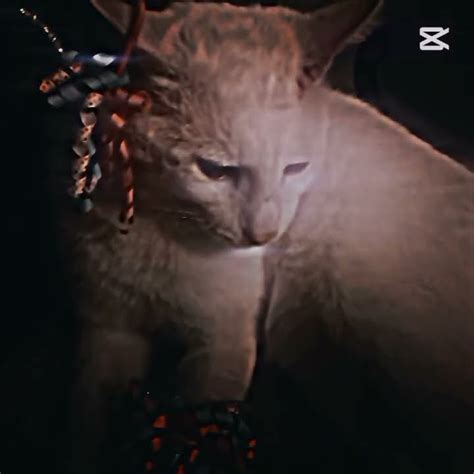 Sry For Long Intro😭😭😭orginalforyou Catmycatkittymykittycapcutcapcutprocapcutedit