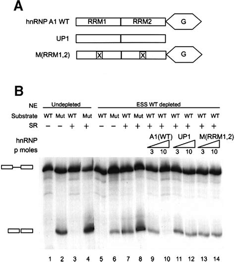 Hnrnp Ab Proteins Are Required For Inhibition Of Hiv‐1 Pre‐mrna Splicing The Embo Journal