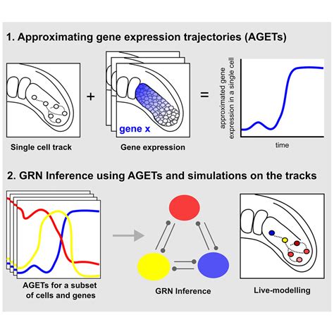 Approximated Gene Expression Trajectories For Gene Regulatory Network Inference On Cell Tracks