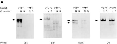 A Reduction In E2a Ebf And Pax 5 Dna Binding Activity Is Associated Download Scientific