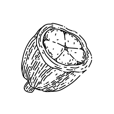 Cocoa Bean Sketch Hand Drawn Vector 17543866 Vector Art At Vecteezy Cocoa Bean Sketch Hand Drawn Vector 17543866 Vector Art At Vecteezy