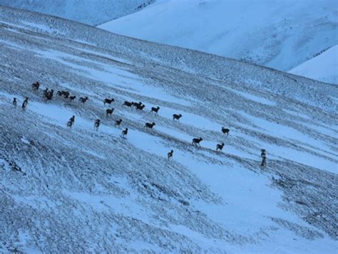 Монгол Оросын хил орчмоос 2477 тооны алтайн аргаль хонины тархац