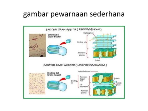 Ppt Isolasi Identifikasi Dan Pewarnaan Mikroorganisme Pptx