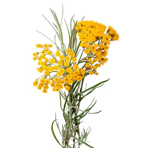 Helichrysum Oil - Pure Organic Essential Oils & Bio Extracts | NatureBase
