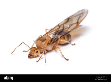 Gaster Ants Cut Out Stock Images And Pictures Alamy