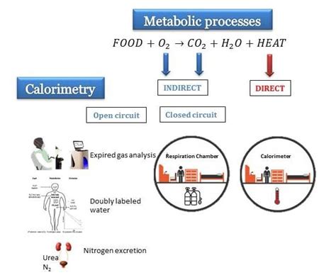 Bmr Means Body Measurement Record Body Measurement Info