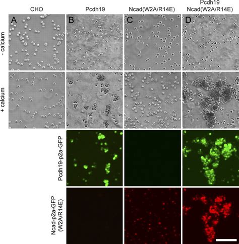 Ncad Enhances Pcdh19 Adhesion In Cell Aggregation Assay A Cho Cells Download Scientific