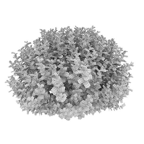Physocarpus 02 3d Model Cgtrader