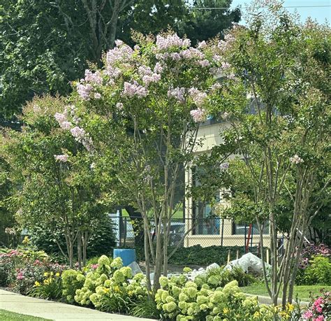 What Tree Is This R Treeidentification