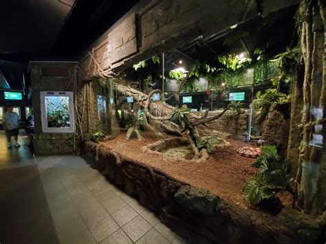 Jul 2019 Reptile And Amphibians Reticulated Python Exhibit Zoochat