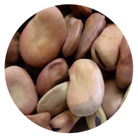 Buy Iag Foods Dried Broad Beans 1 Kg Best Price And Reviews In Australia