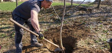 The Importance Of A Tree Risk Assessment By A Certified Arborist Texas Tree Transformations
