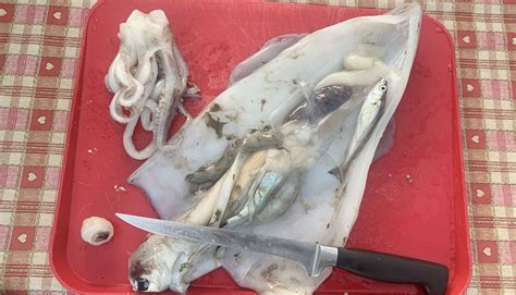 Next Wave Pod Dissecting A Squid