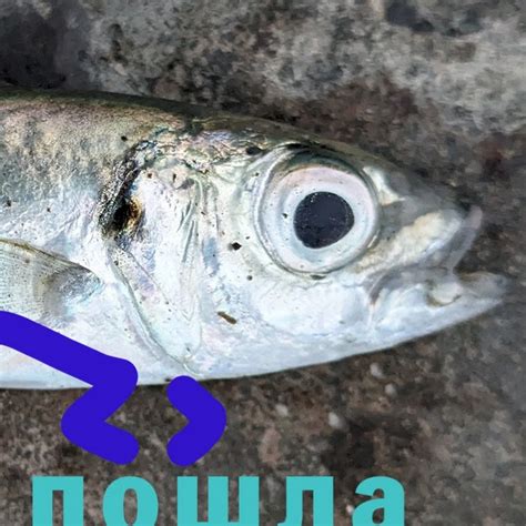 Мореман ТВ - YouTube
