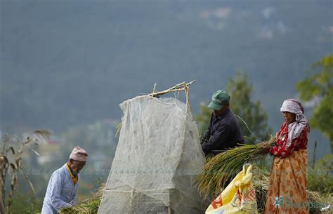 धानको बाला झुल्यो खेतैमा तस्बिरहरू नवीनबाबु गुरूङ Setopati