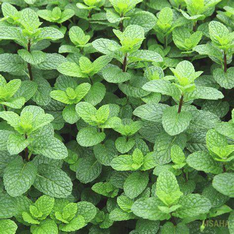 Types Of Mint Plants Applicationkoti